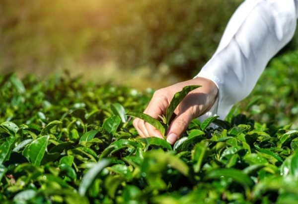 TRANG CHỦ - Chapa Tea Việt Nam | Trà Sữa Shan Tuyết | Trà Shan Tuyết